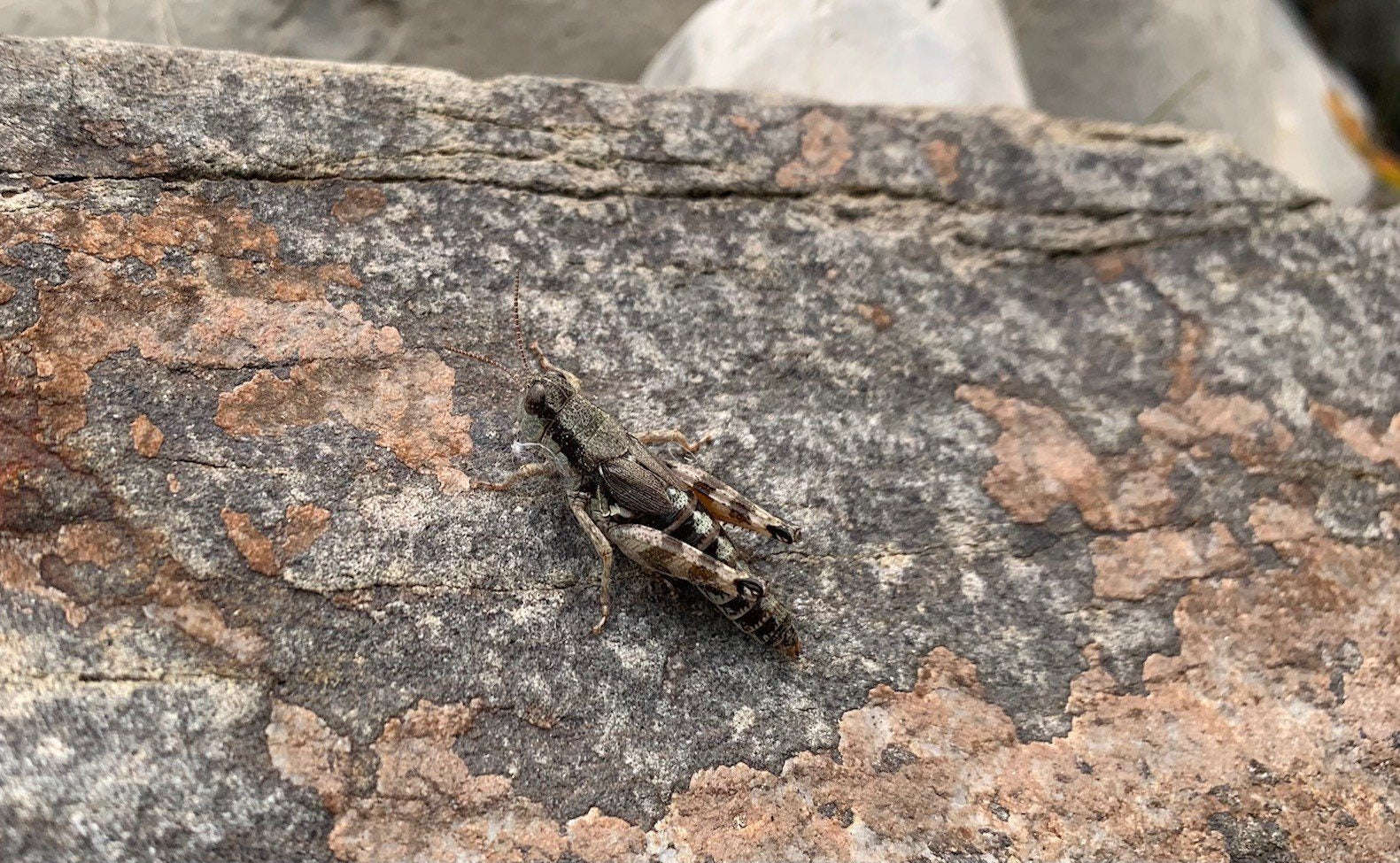 Show Stopper Hoppers – Bow River Troutfitters