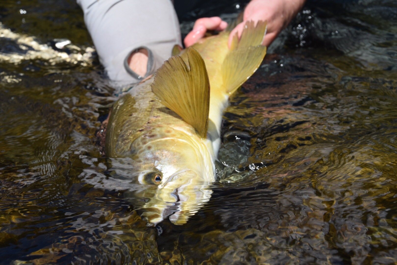 Girth Matters - Why You Should Fish Stronger Tippet – Bow River ...