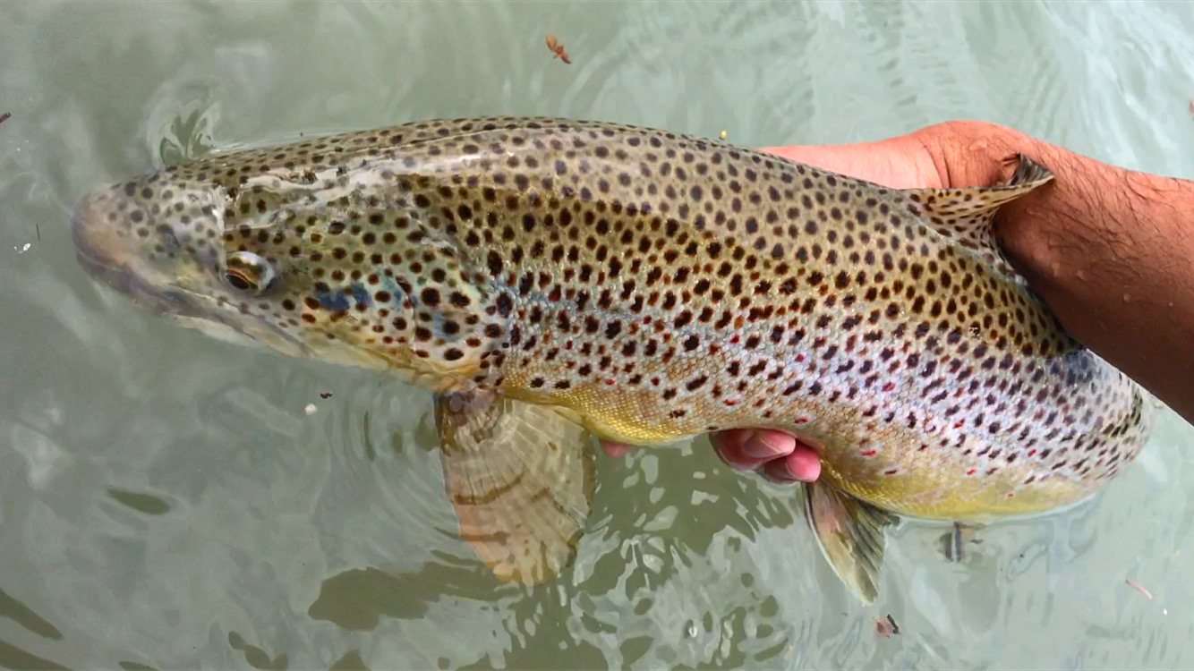 Fishing Report - June 19th, 2020 – Bow River Troutfitters